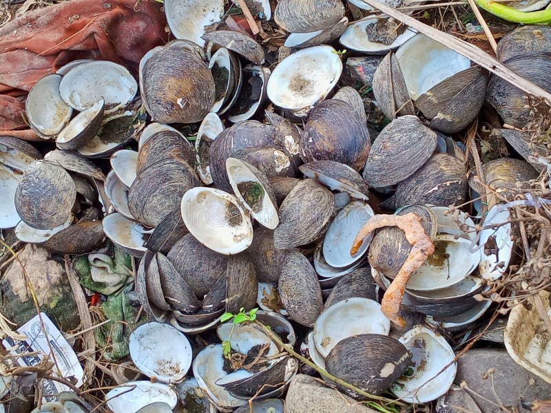A Pile of Brown and White Shells Lying on the Ground with a Natural ...