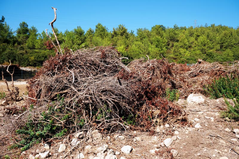 Pile of Brushwood or Branches in an Agricultural Field Stock Image ...