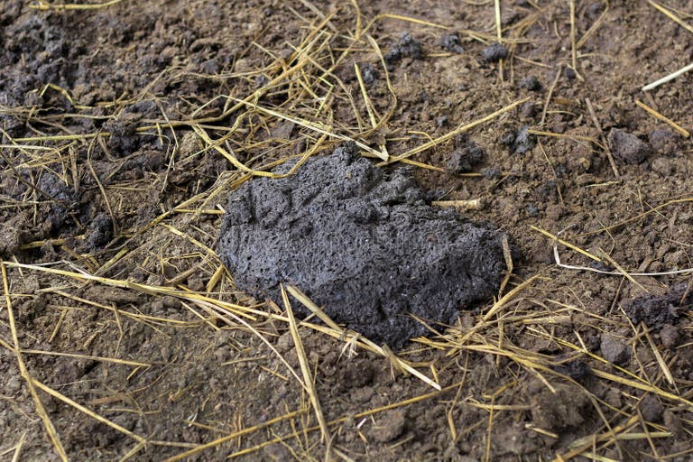 Pile of buffalo dung stock image. Image of dirty, space - 96363313