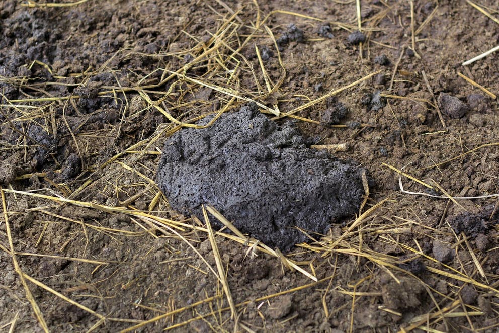 Pile of buffalo dung stock image. Image of dirty, space - 96363313