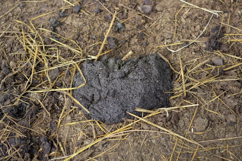 145 Buffalo Feces Stock Photos - Free & Royalty-Free Stock Photos from ...