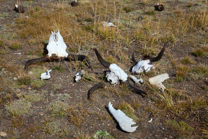 Buffalo Skulls stock image. Image of site, smashed, historic - 2835171