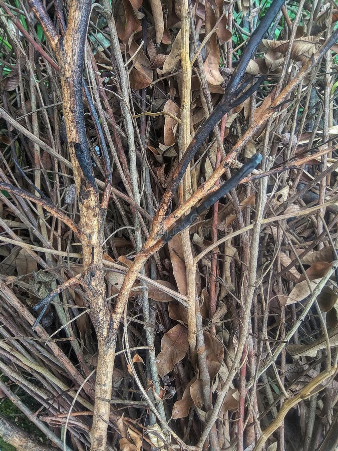 Dry twigs and leaves stock image. Image of plant, leaf - 239380549 Dry twigs and leaves stock image. Image of plant, leaf - 239380549