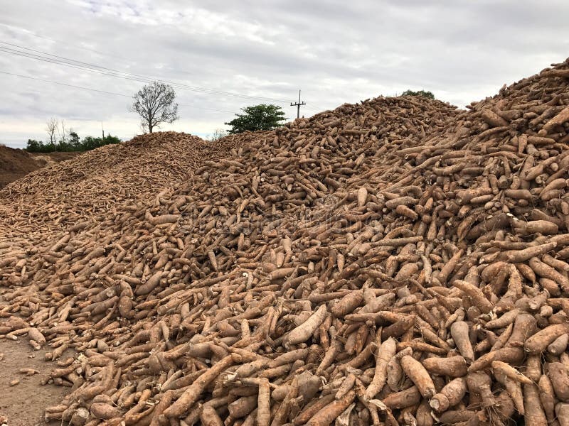 Pile Cassava in the Pickup Truck, Cassava for Tapioca Flour Industry ...