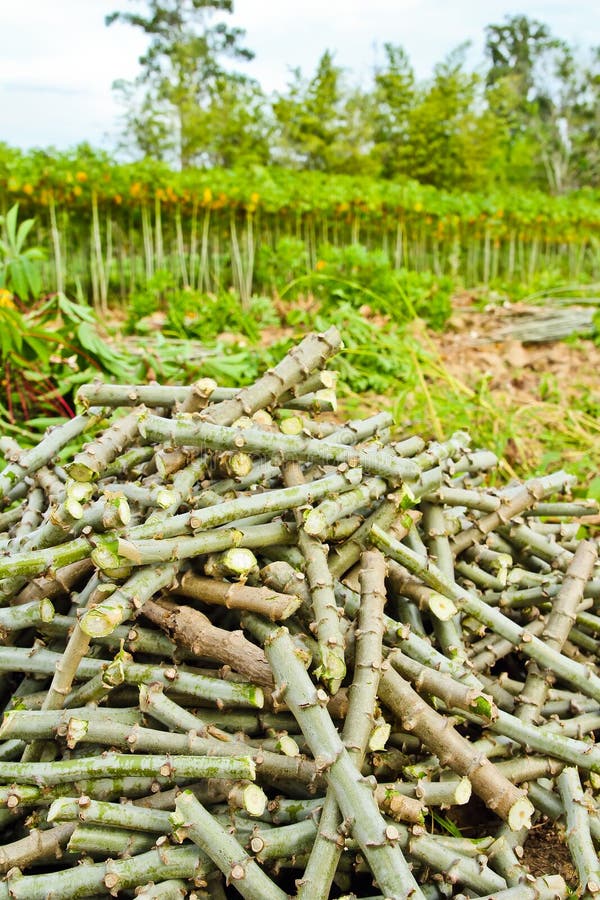 Cassava Bulb and Cassava Tree on Ground Stock Image - Image of thailand ...