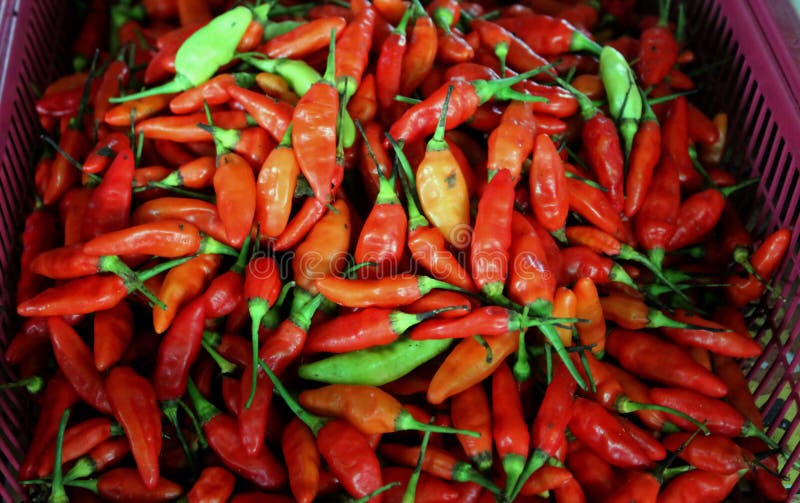 Pile of Chilies stock image. Image of bali, garden, cuisine - 273232803