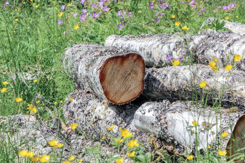 Pile of chopped tree trunk stock image. Image of solid - 39801653