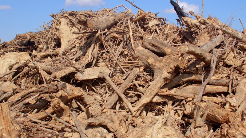 Pile of Chopped Branches of Olive Trees. Close Up. Environmental ...