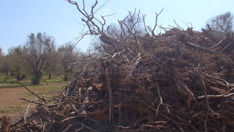 Pile of Chopped Branches of Olive Trees. Close Up. Environmental ...