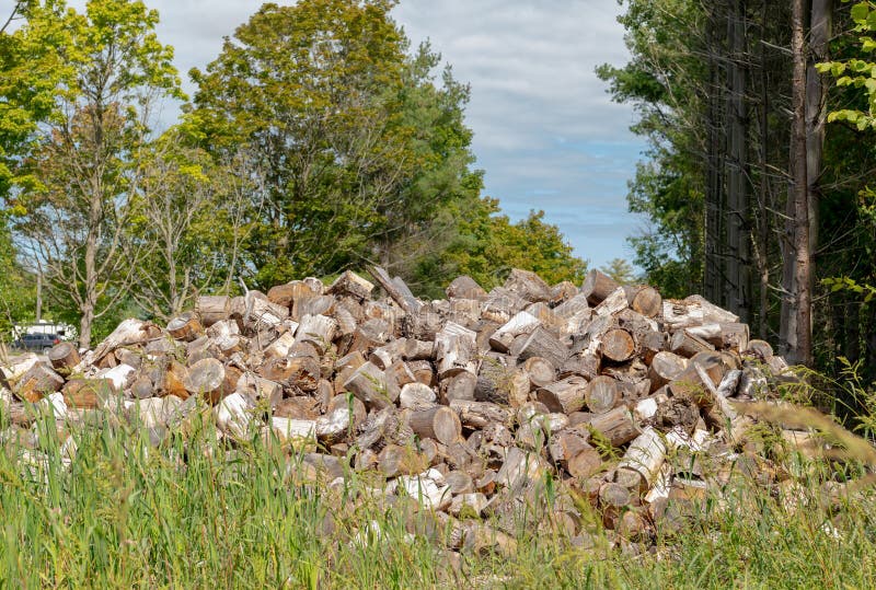 Pile of Chopped of Tree Logs with Trees Stock Image - Image of geology ...
