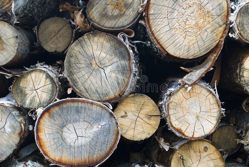 Pile of Chopped Tree Trunks with Beautiful Patterns and Cracks Stock ...