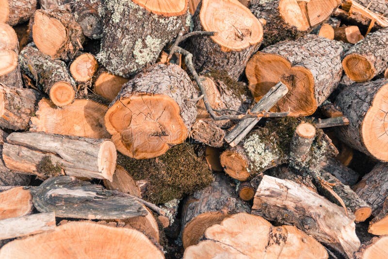 Chopped Wood logs stock image. Image of pine, outdoor - 115676449