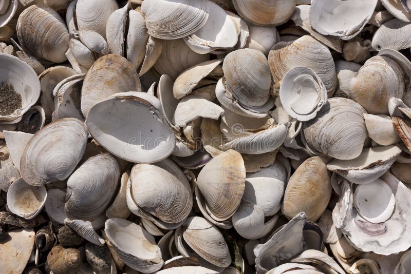 Pile of Shells in Wellfleet, MA Stock Image - Image of texture ...