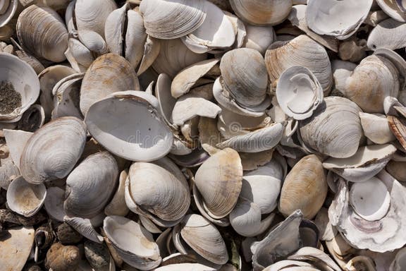 Pile of Shells in Wellfleet, MA Stock Image - Image of texture ...