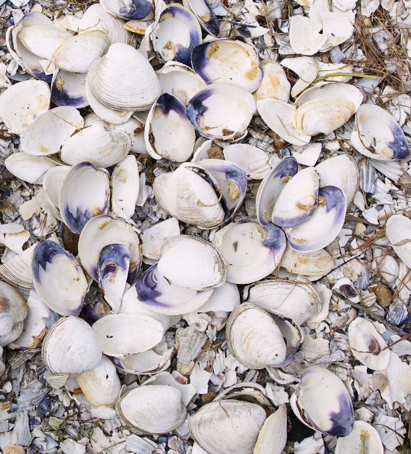 Pile of Shells in Wellfleet Massachusetts on Cape Cod. Stock Photo ...