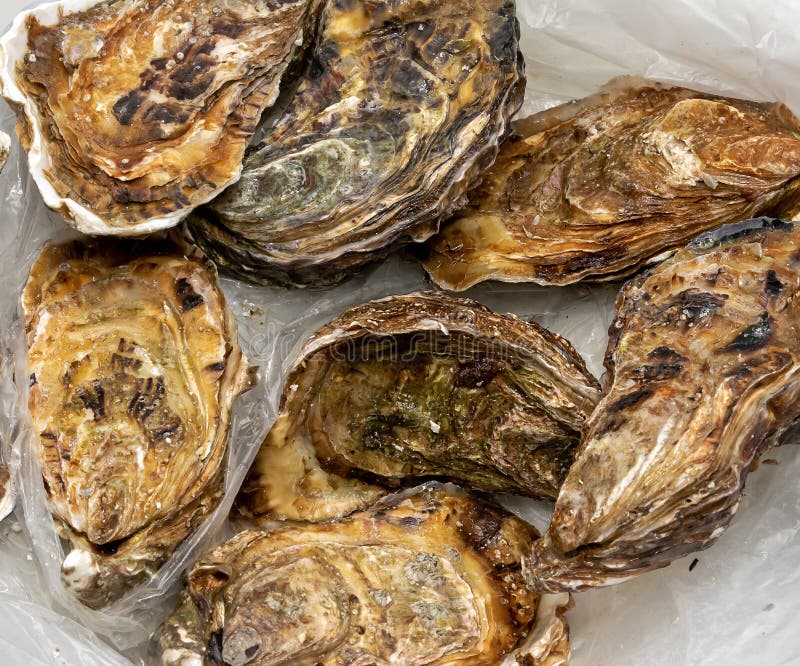 Raw oysters in shells stock photo. Image of luxury, appetizer - 271756056