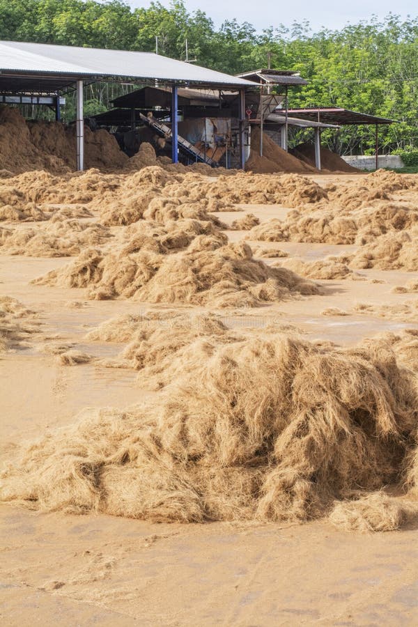 A pile of coconut fiber. stock photo. Image of industries - 192356366