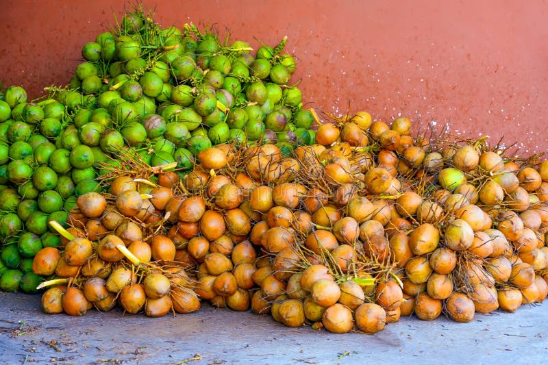 Pile of Coconut Green and Brown Nuts Stacked after Harvesting in ...