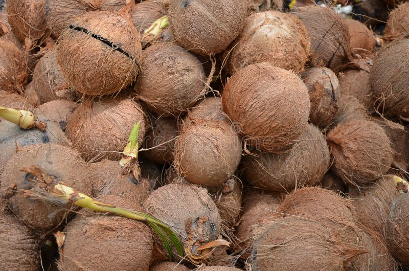 Pile of Coconut Shell with Coconut Shoots, Full Frame Stock Photo ...