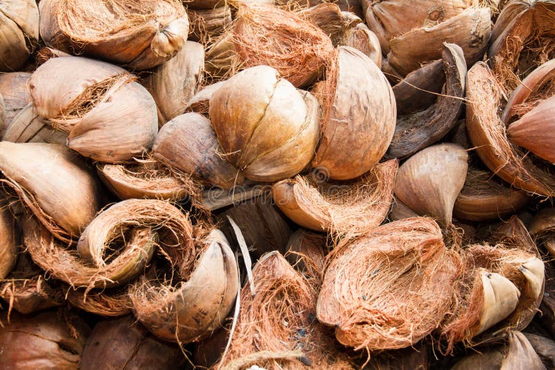 Pile of old coconut stock image. Image of tree, carving - 233209299