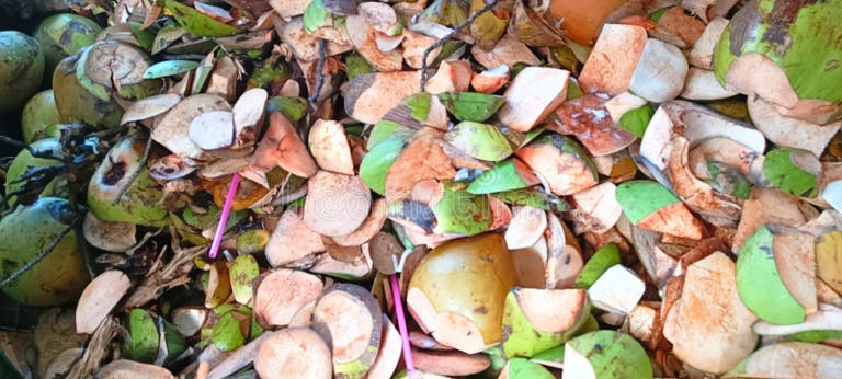 Pile of Coconut Shell Waste, is in the Trash. Stock Photo - Image of ...