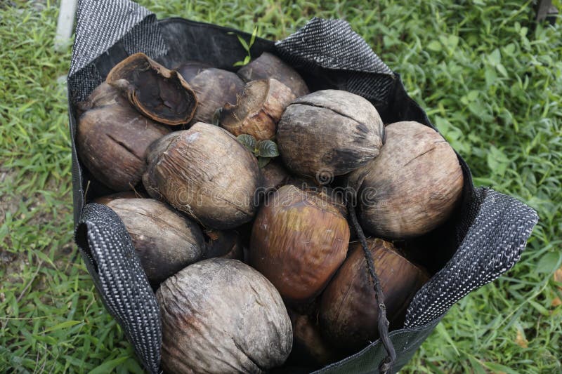 A Pile of Coconut Shells in a Planter Bag Stock Photo - Image of leaf ...