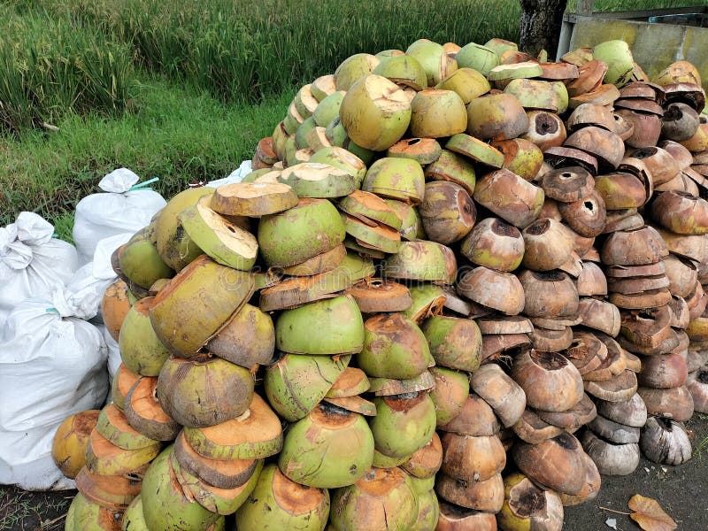 Pile of Coconut Shells in Street Food Stall Stock Image - Image of ...