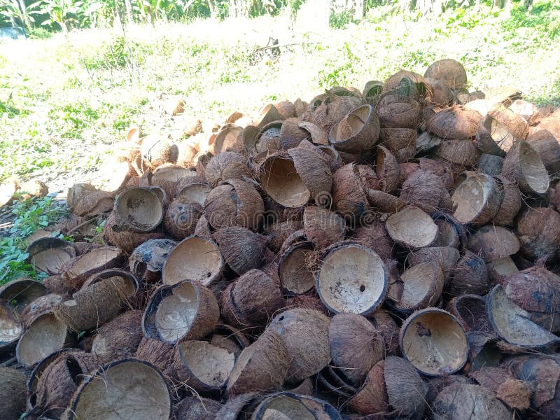 216 Charcoal Shells Stock Photos - Free & Royalty-Free Stock Photos ...