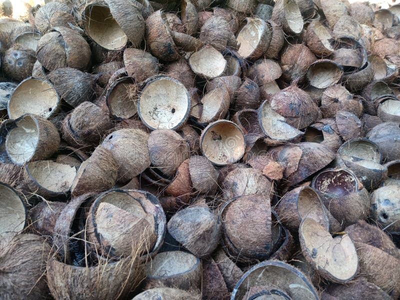 Pile of Coconut Shells before Turning into Charcoal Stock Image - Image ...