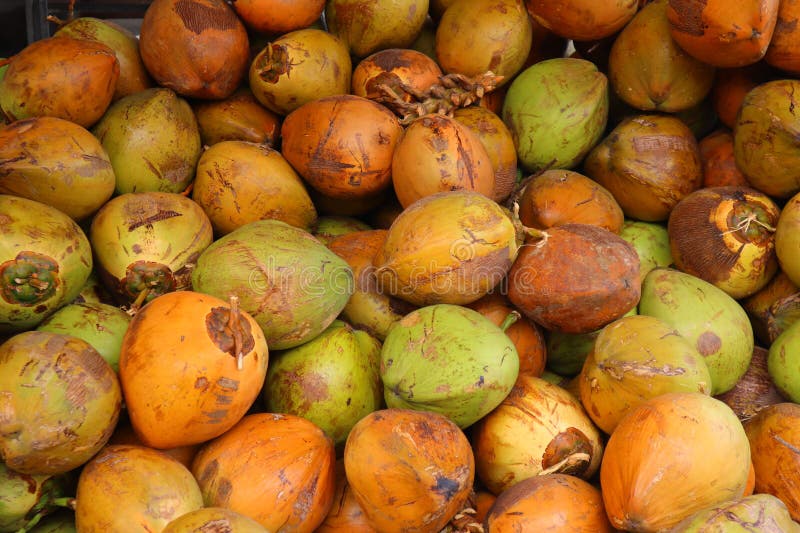Pile of Coconuts, with Green, Orange, Brown Colors Stock Image - Image ...
