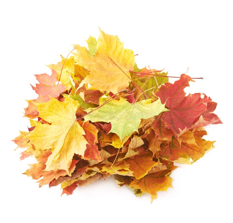 Pile of Colorful Maple Leaves Isolated Stock Photo - Image of ...