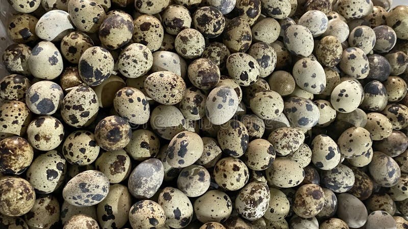 A Pile of Colorful Quail Eggs Makes a Unique Background Texture Stock ...