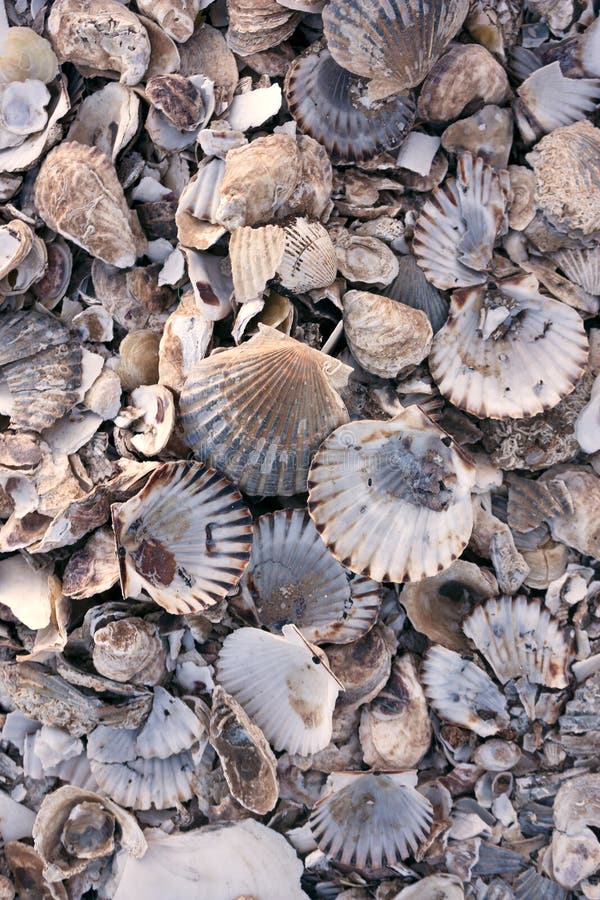 Pile of colorful shells stock photo. Image of shells - 40838498