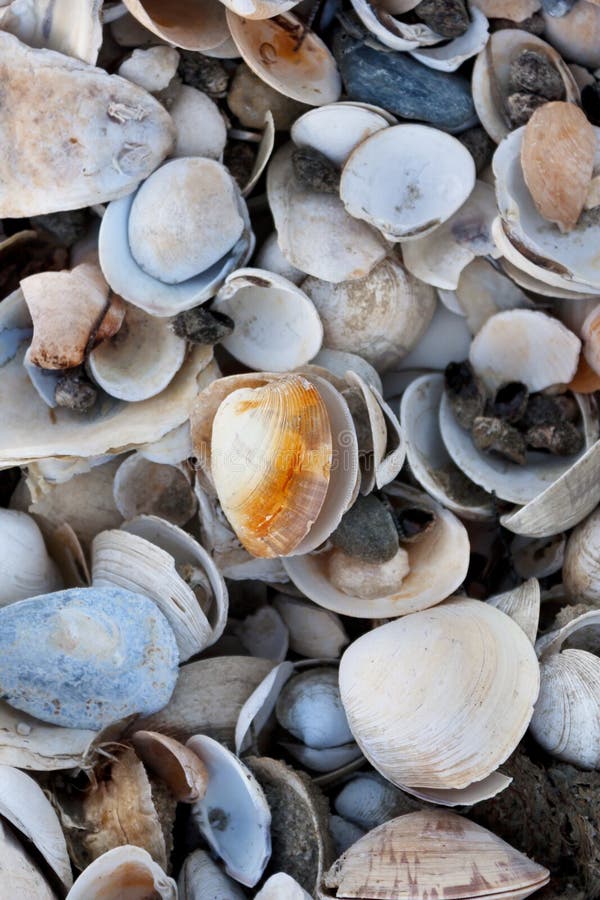 Pile of colorful shells stock photo. Image of shells - 40838498