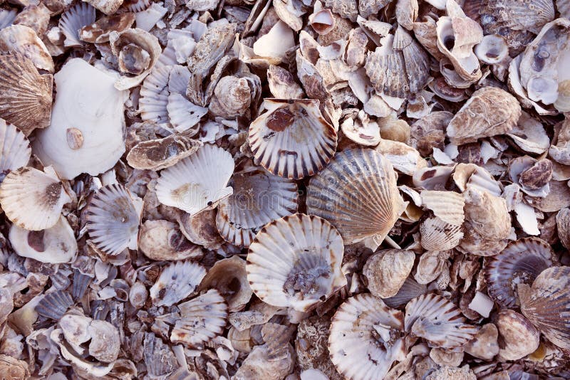 Pile of Shells in Wellfleet, MA Stock Image - Image of texture ...
