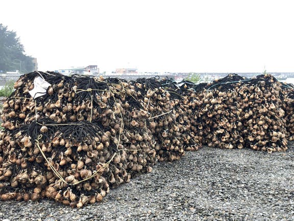 A Pile of Conch Shaped Octopus Traps Stock Image - Image of strings ...