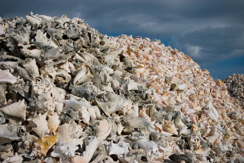 Pile of Conch shells stock photo. Image of caribbean, conch - 9888882