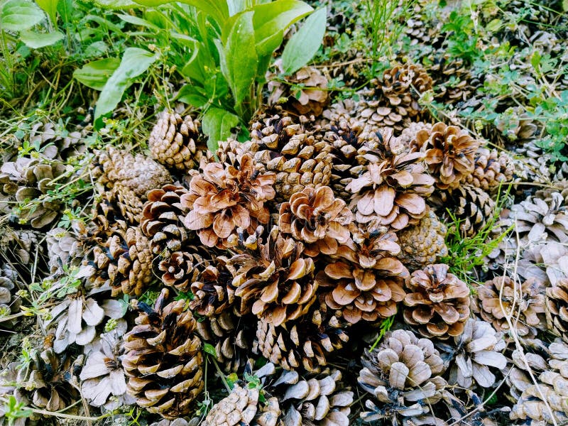 Pile of Pile Cones with the Green Plants Stock Image - Image of ...