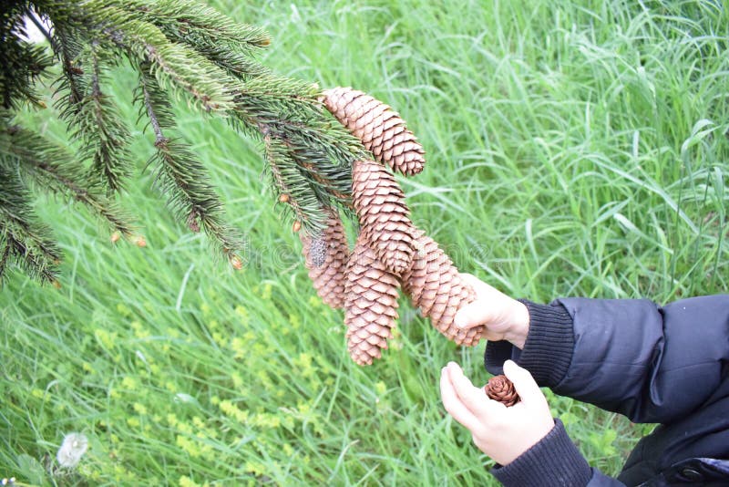 A pile of cones on a tree stock photo. Image of wildlife - 221186084