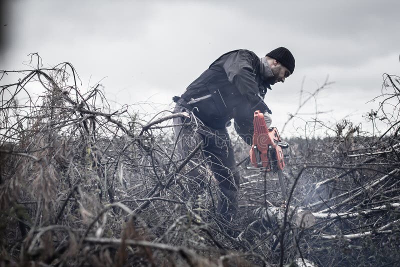 In a Pile of Coniferous Branches, a Man Saws the Trunk of a Fallen ...