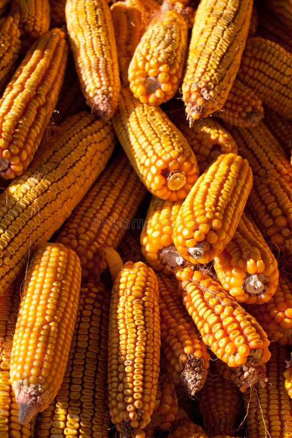 Pile of corn stock photo. Image of countryside, organic - 22133766