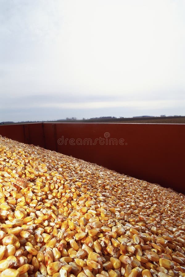 Pile of corn stock image. Image of food, pile, piled - 23161125