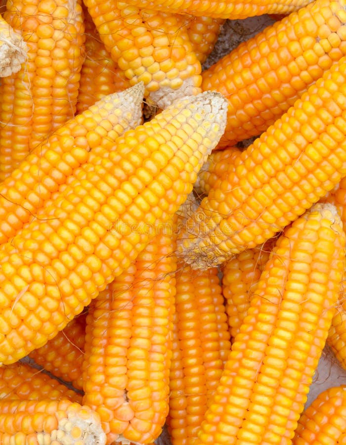 Pile of corn stock image. Image of sweetcorn, group, freshness - 57795857