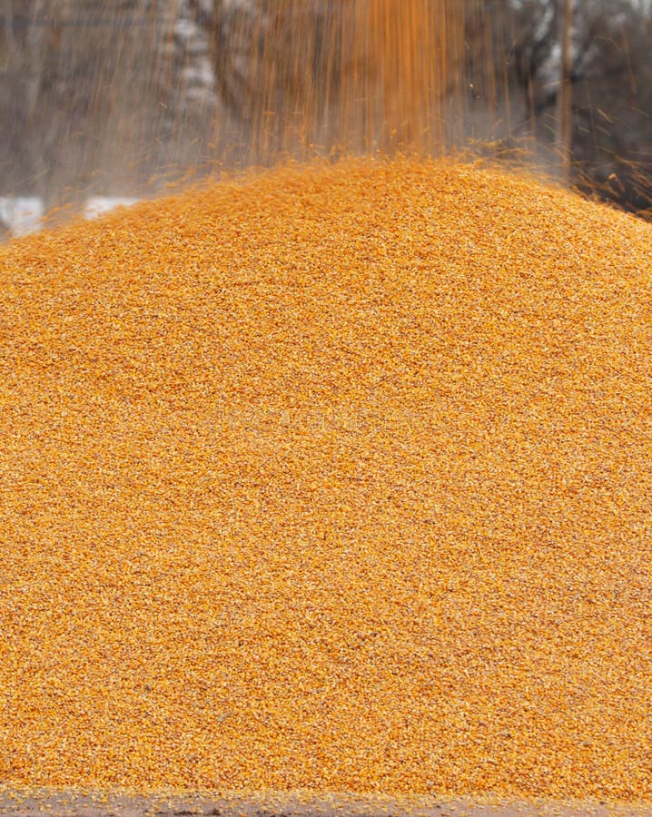 Pile of Corn with Corn Still Falling Stock Image - Image of fall, rural ...