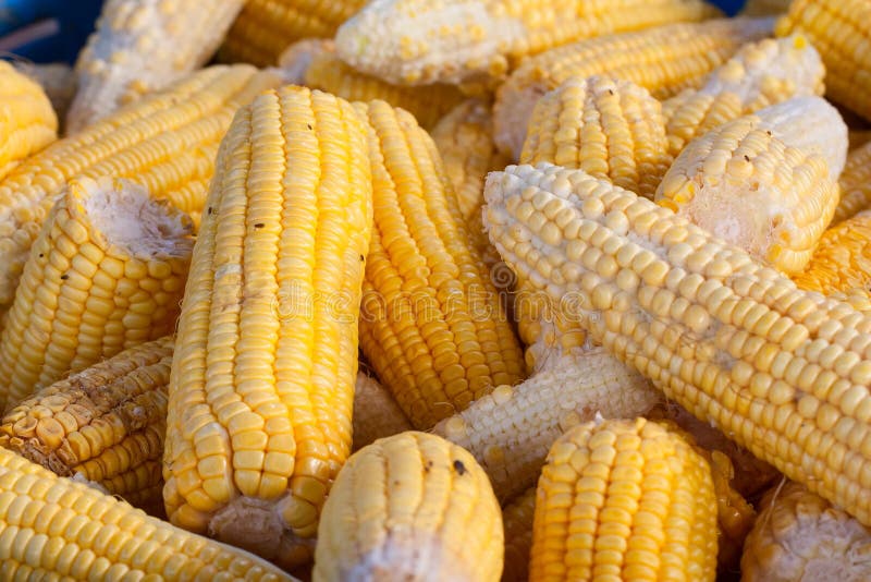 Pile of Corn stock image. Image of monoculture, agriculture - 36118623