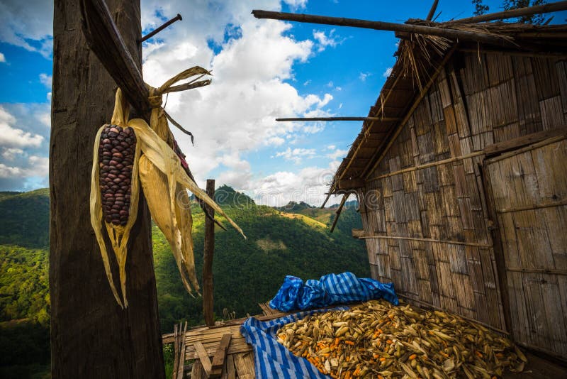 Pile of Corn Drying at Local Hut Stock Photo - Image of myanmar ...