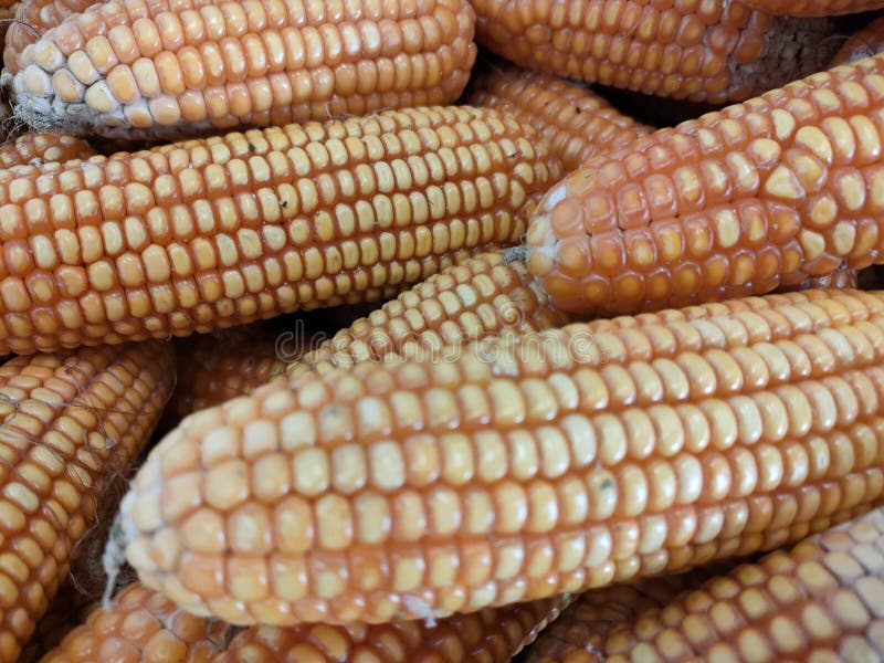 Pile of Corn that Form Beautiful Yellow Pattern. Stock Photo - Image of ...
