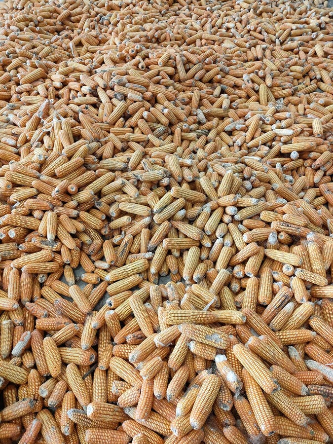 Pile of Corn that Form Beautiful Yellow Pattern. Stock Image - Image of ...