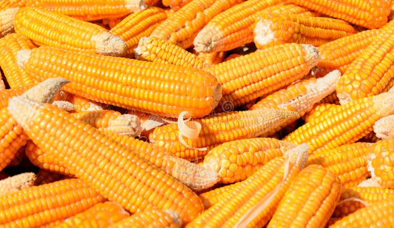 1,720 Ground Corn Cob Stock Photos - Free & Royalty-Free Stock Photos ...