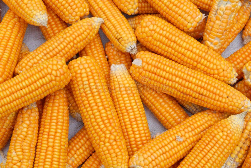 Pile of corn stock image. Image of natural, ground, sweet - 56329073